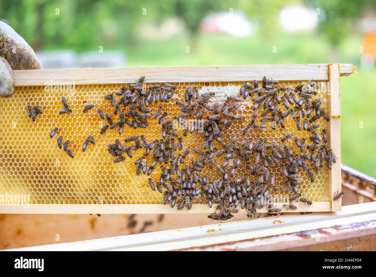 Bee frame full or rich of fresh honey and wax, a sweet, sticky ...