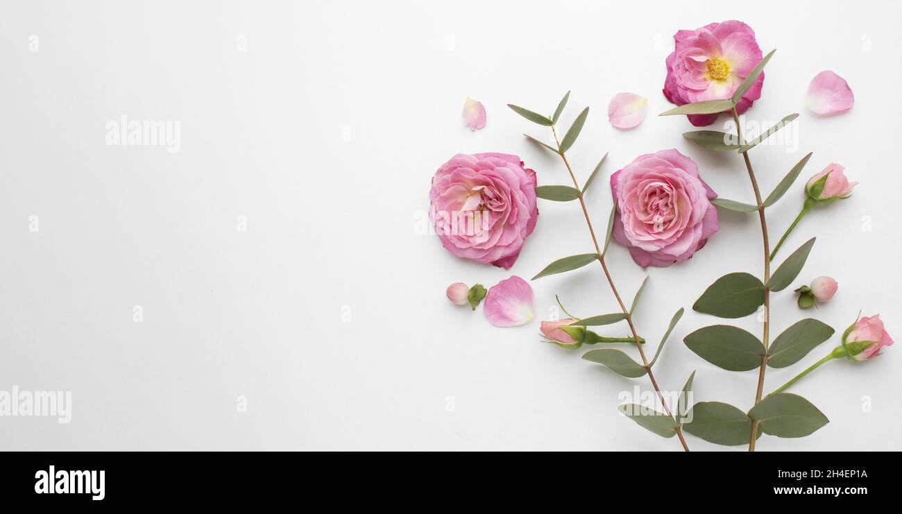 top view roses flowers with copy space. Resolution and high quality ...