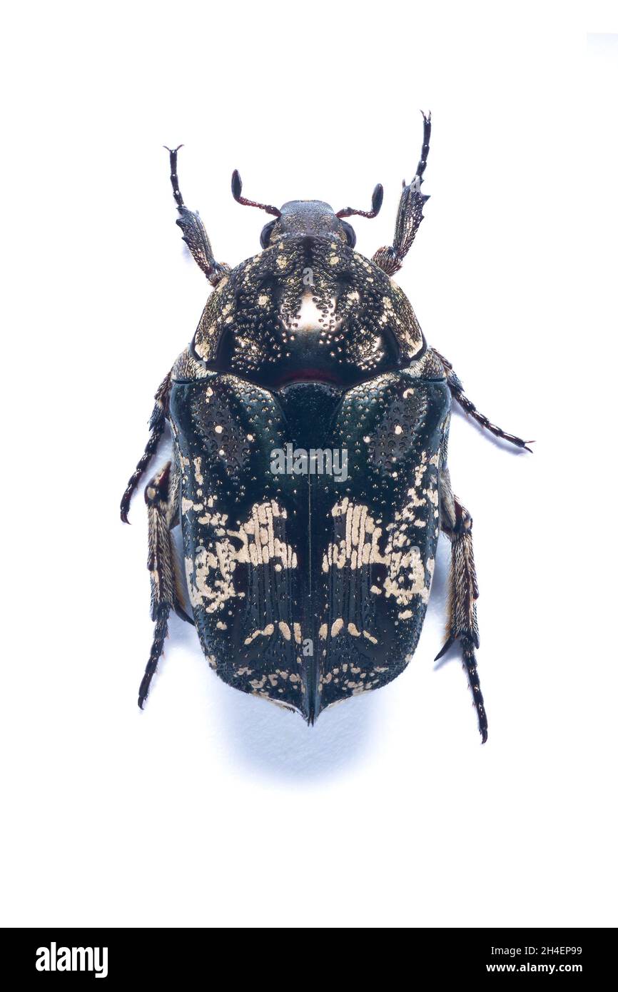 Top view of a Mango Flower Beetle isolated on white background Stock ...