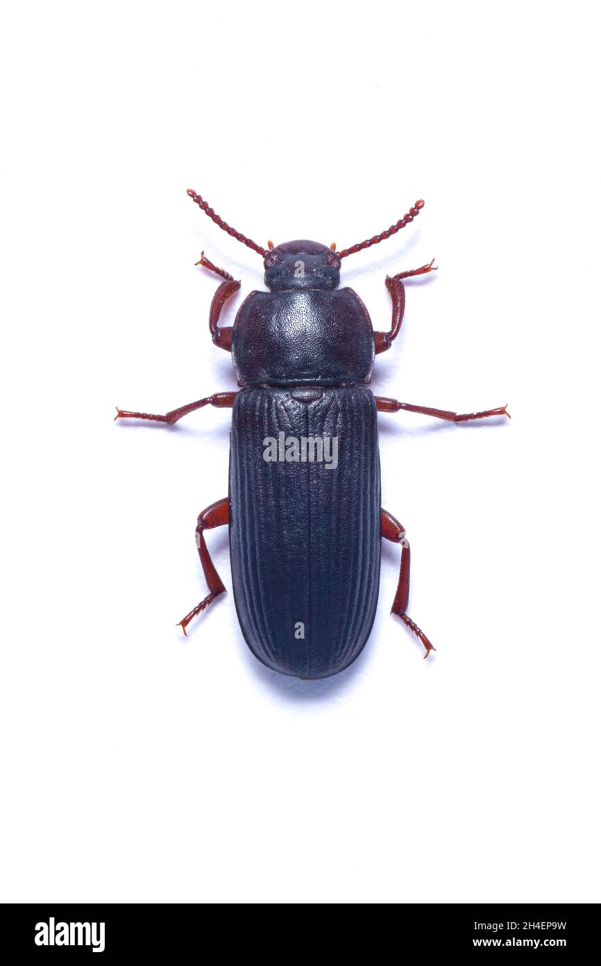 Top view of a Yellow Mealworm Beetle isolated on white background Stock ...