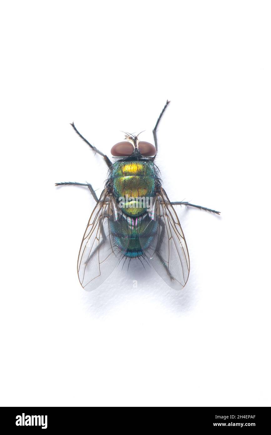 Top view of Blow fly isolated on white background Stock Photo - Alamy
