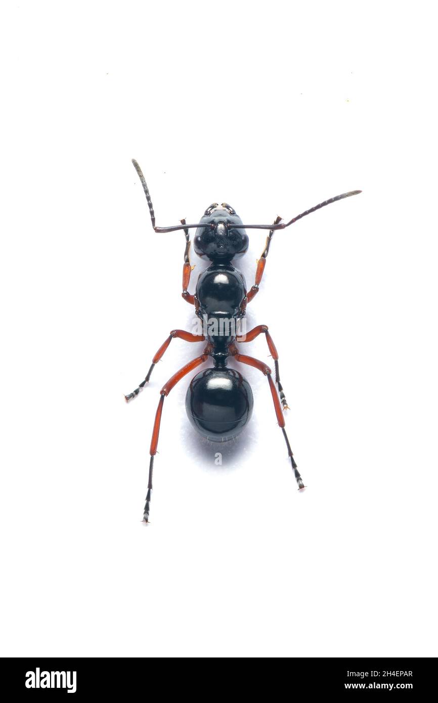 Top view of a Black Garden Ant isolated on white background Stock Photo ...