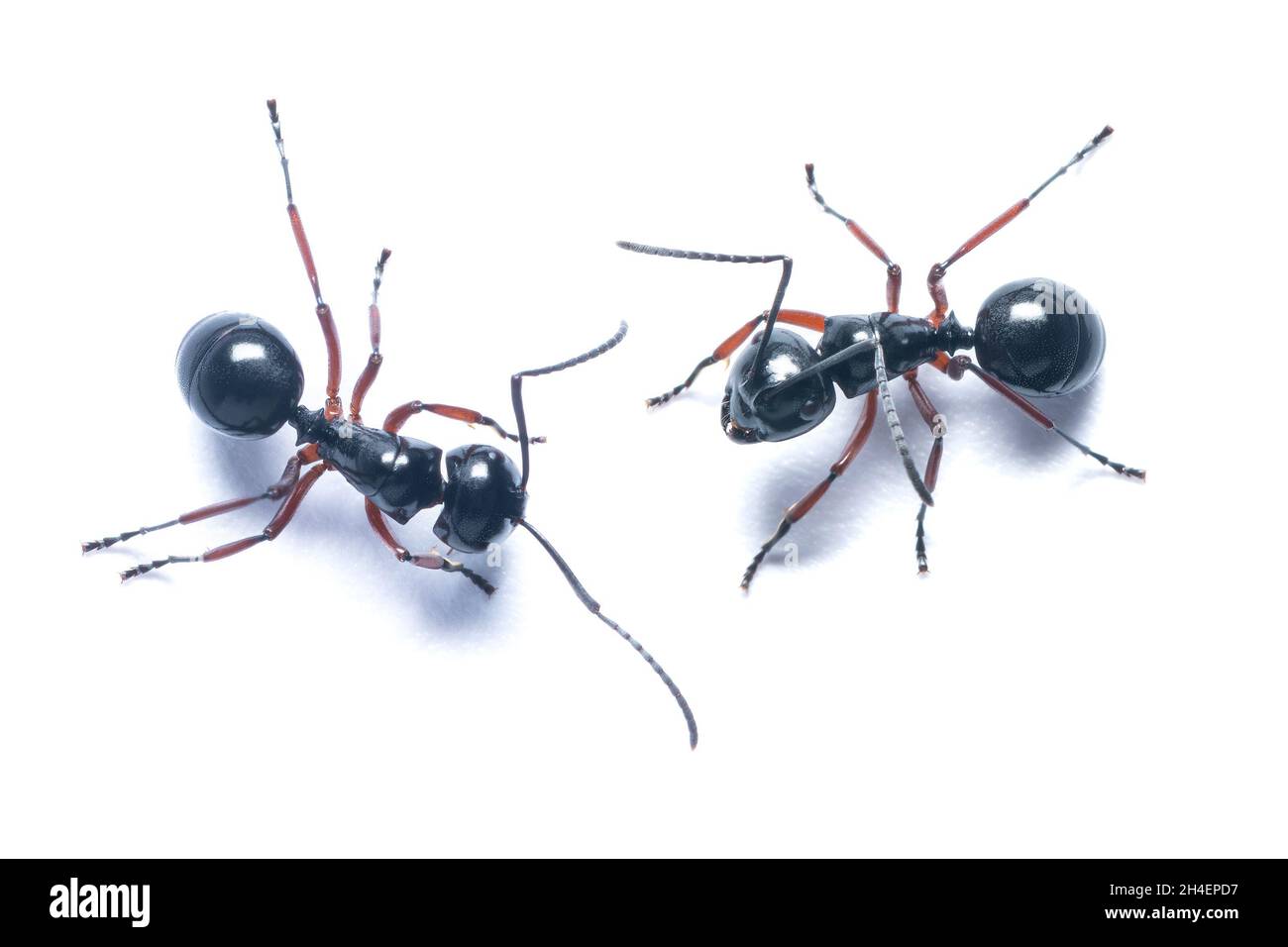 Top view of two Black Garden Ants isolated on white background Stock ...