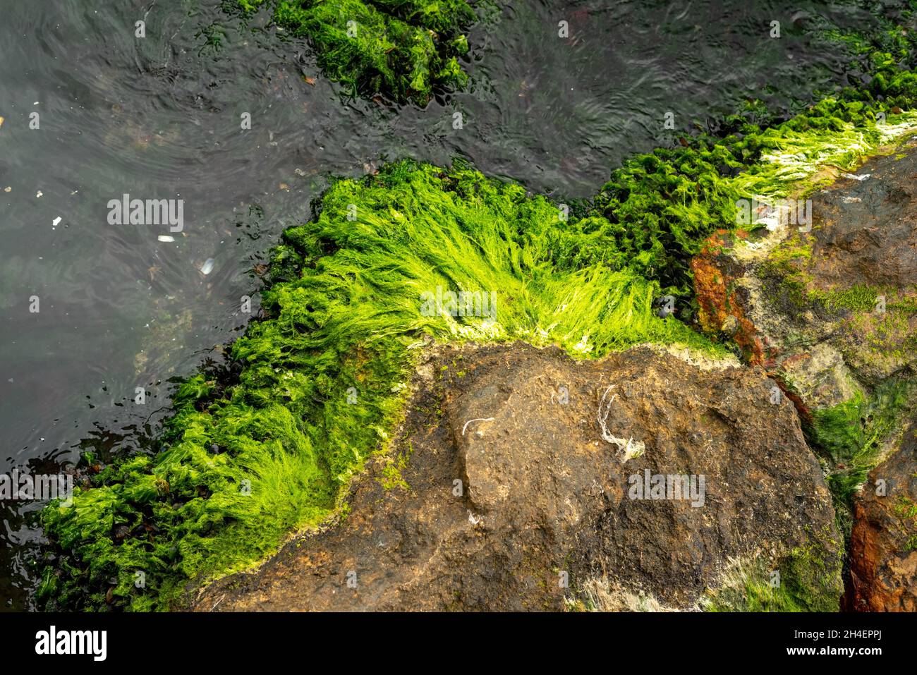 Mossy rock texture in the sea with green water Stock Photo - Alamy