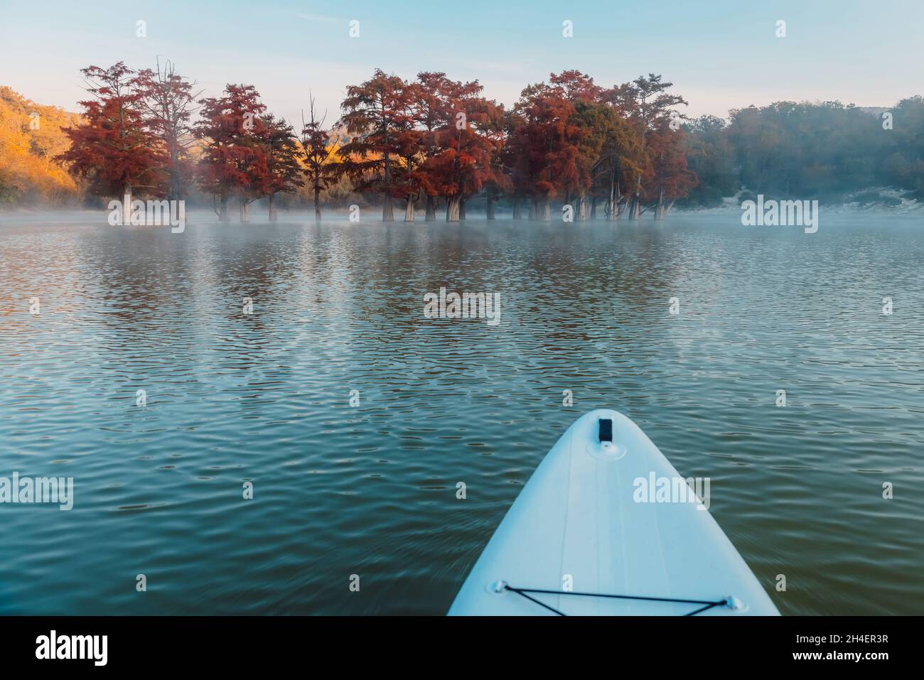 SUP board at lake and Taxodium trees with red needles. Orange swamp ...