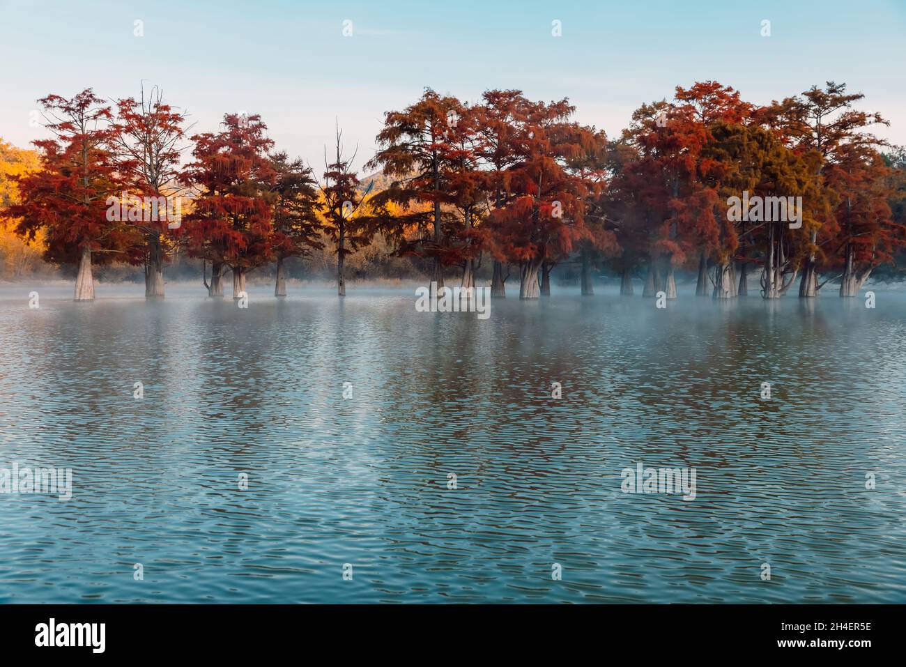 Taxodium with red needles on lake with fog on water. Orange swamp ...