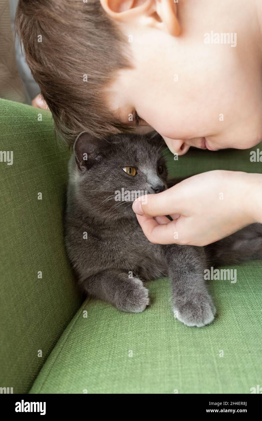 Close up portrait of gray cat kissing with and boy on a green ...