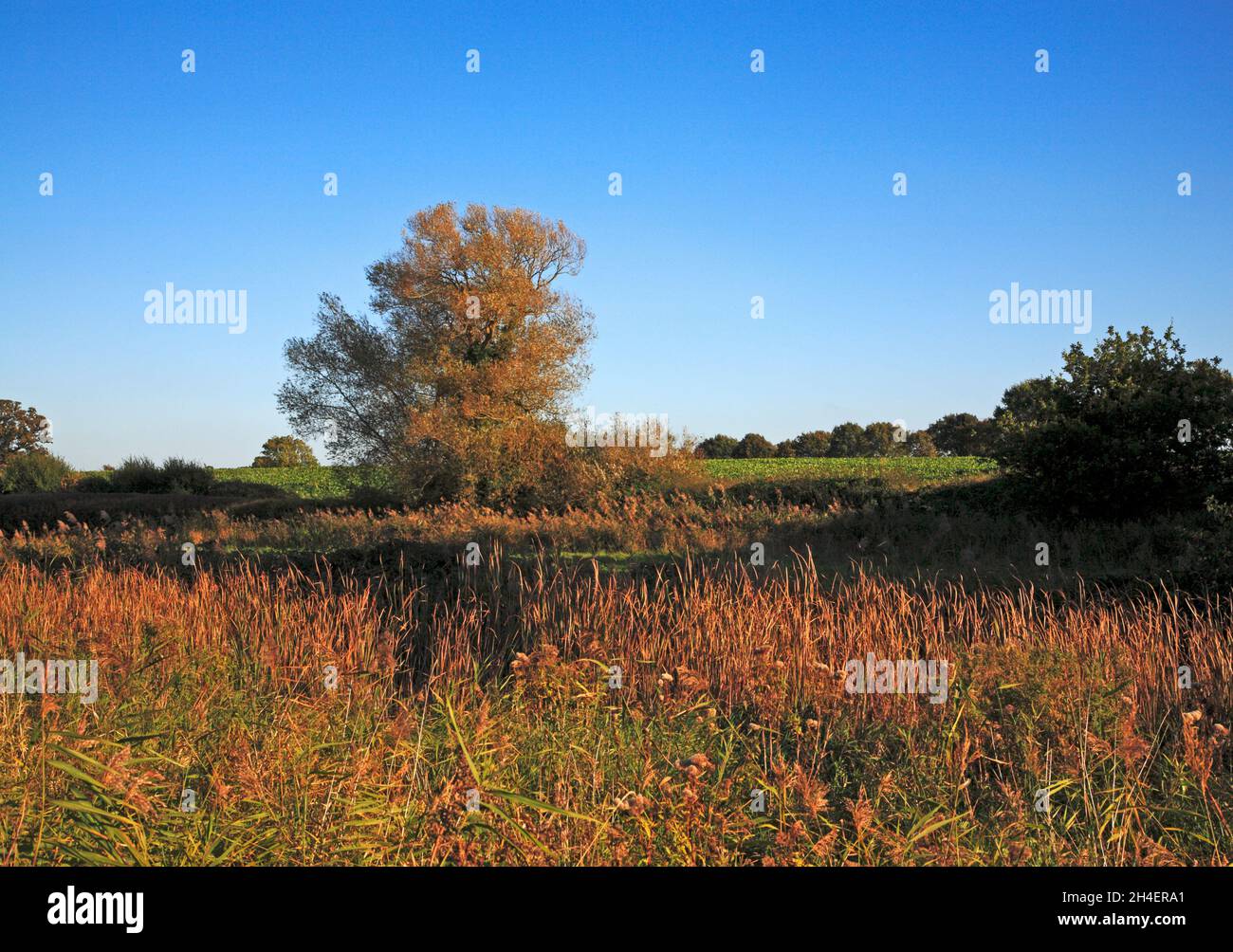 An autumn landscape over reed beds with hedgerows and land rising to ...