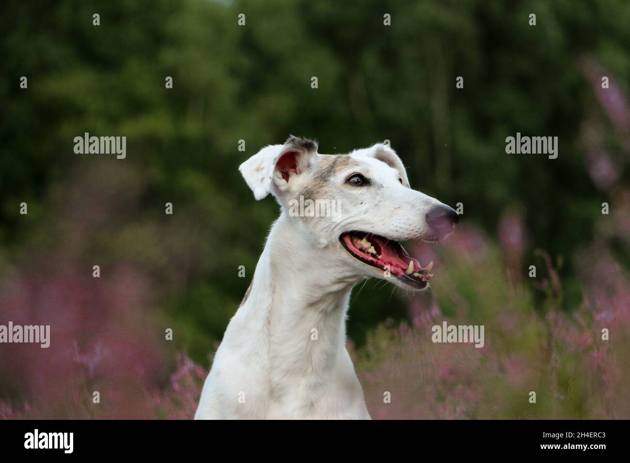 Cute white whippet in a field Stock Photo - Alamy