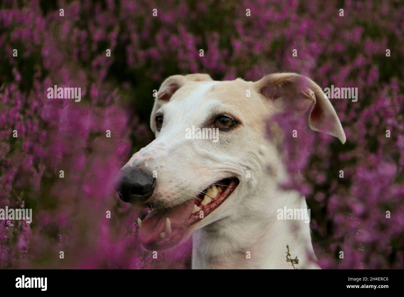 Whippet face hi-res stock photography and images - Alamy