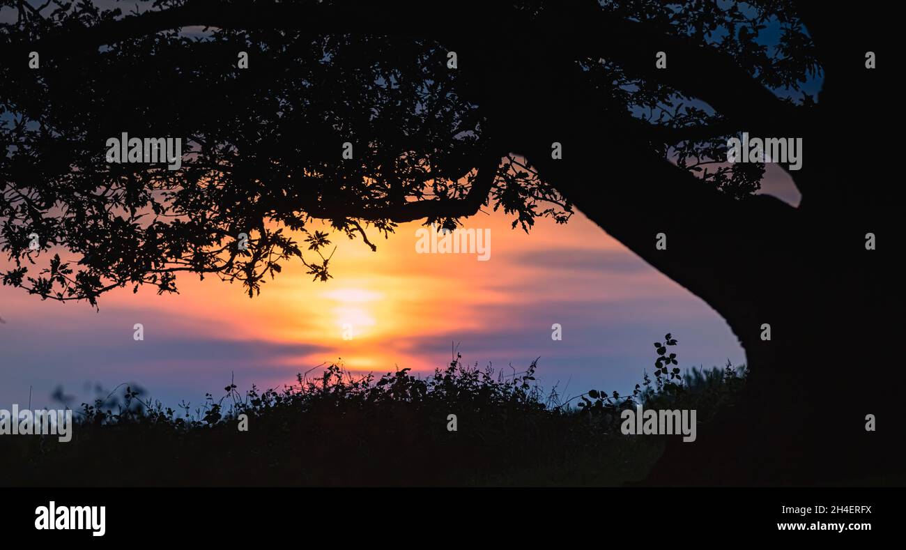 Beautiful colorful sunset unfolding behind the silhouette of a tree in ...