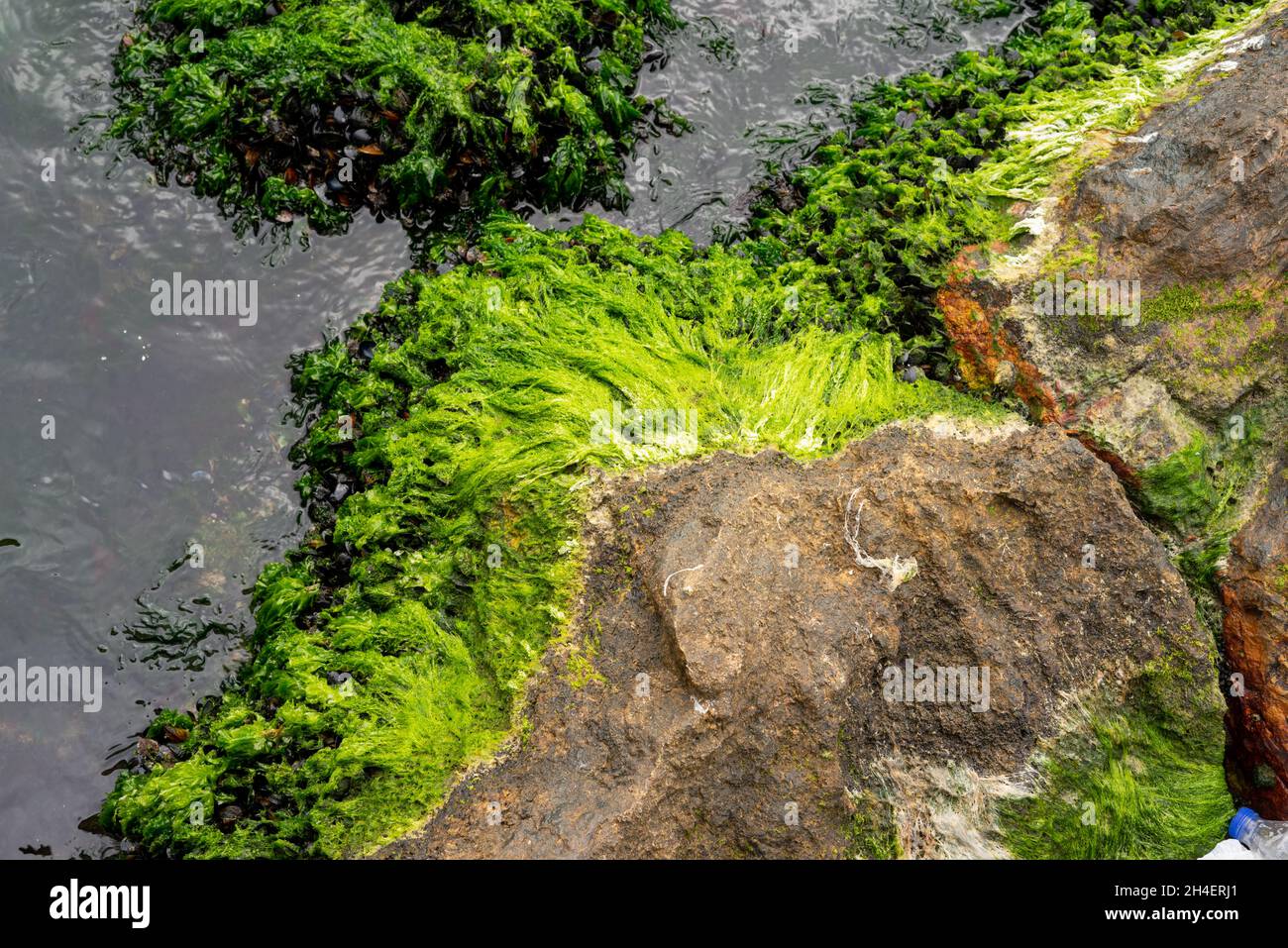 Mossy rock texture in the sea with green water Stock Photo - Alamy