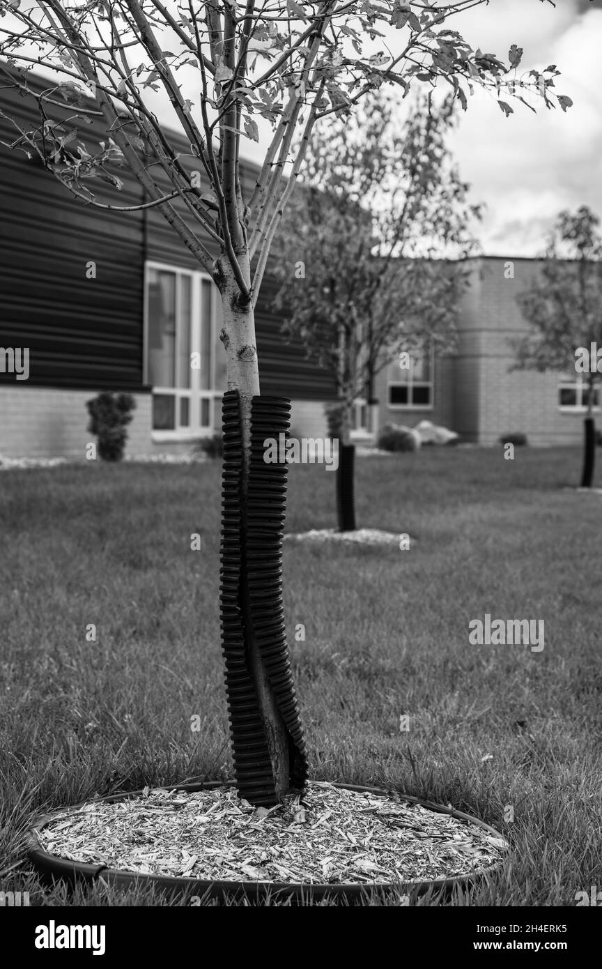 Growth from bark Black and White Stock Photos & Images - Alamy