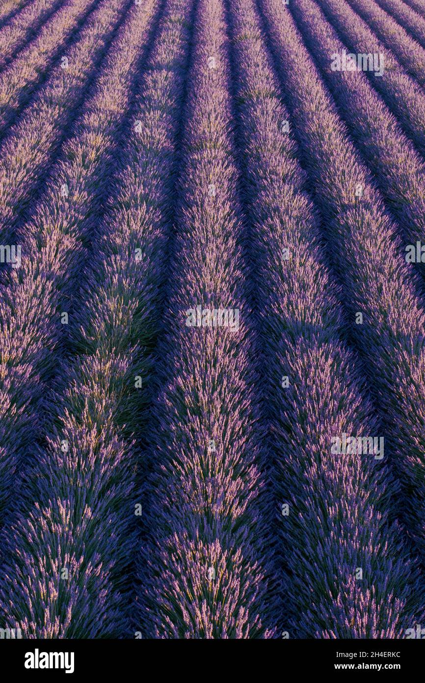Picturesque view rows lavender hi-res stock photography and images - Alamy