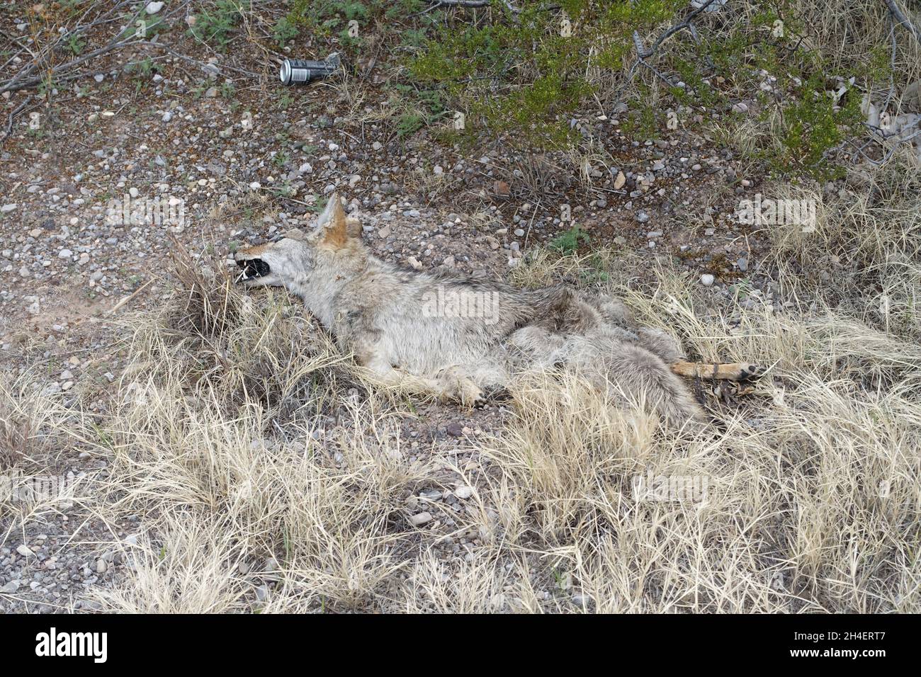 Dead Coyote near southern New Mexico Stock Photo - Alamy