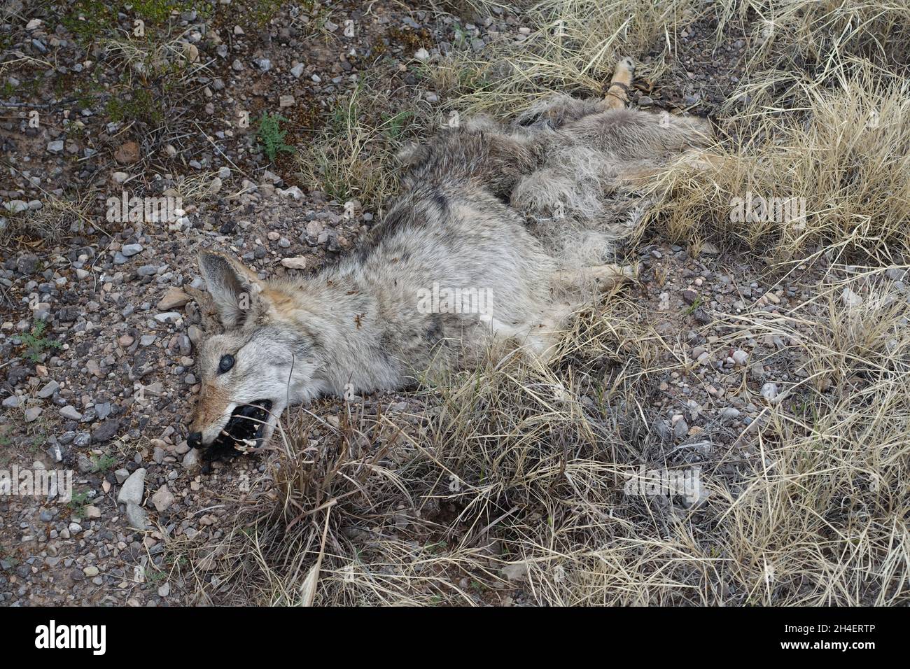 Dead Coyote near southern New Mexico Stock Photo - Alamy