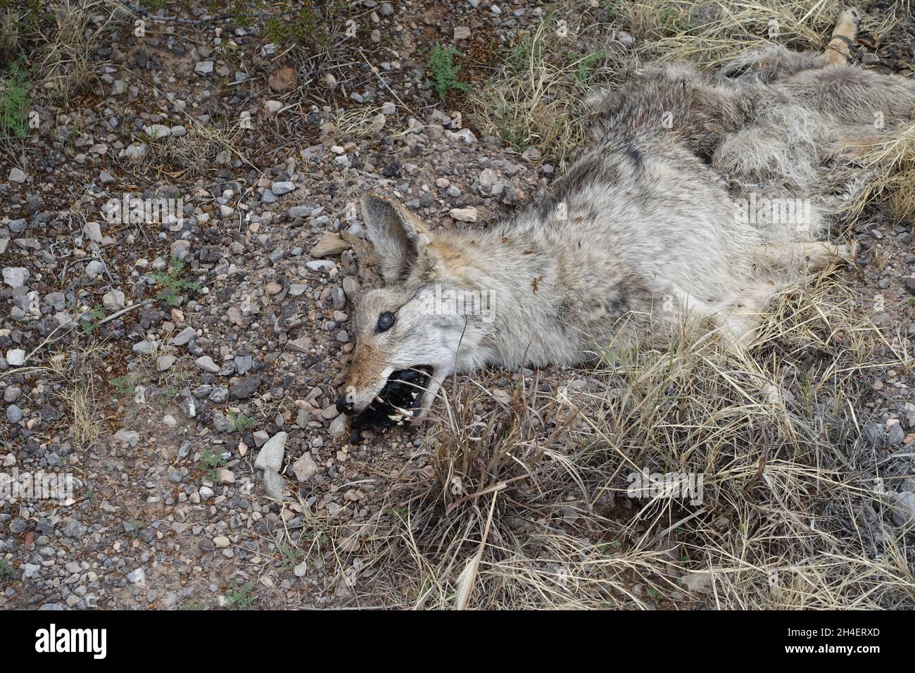 Dead coyote hi-res stock photography and images - Alamy