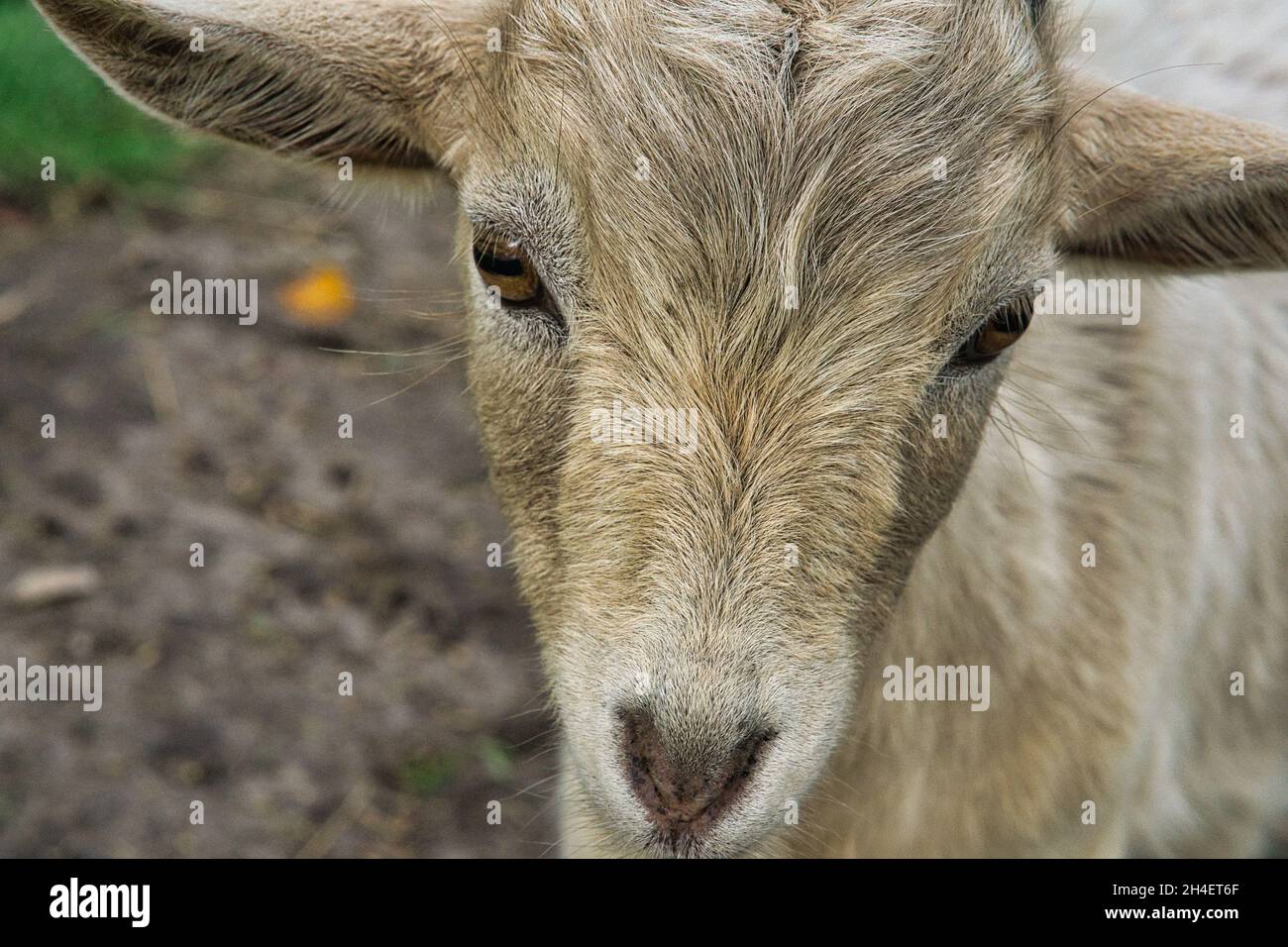 cute little goats with direct eye contact. playful and cheeky are the ...