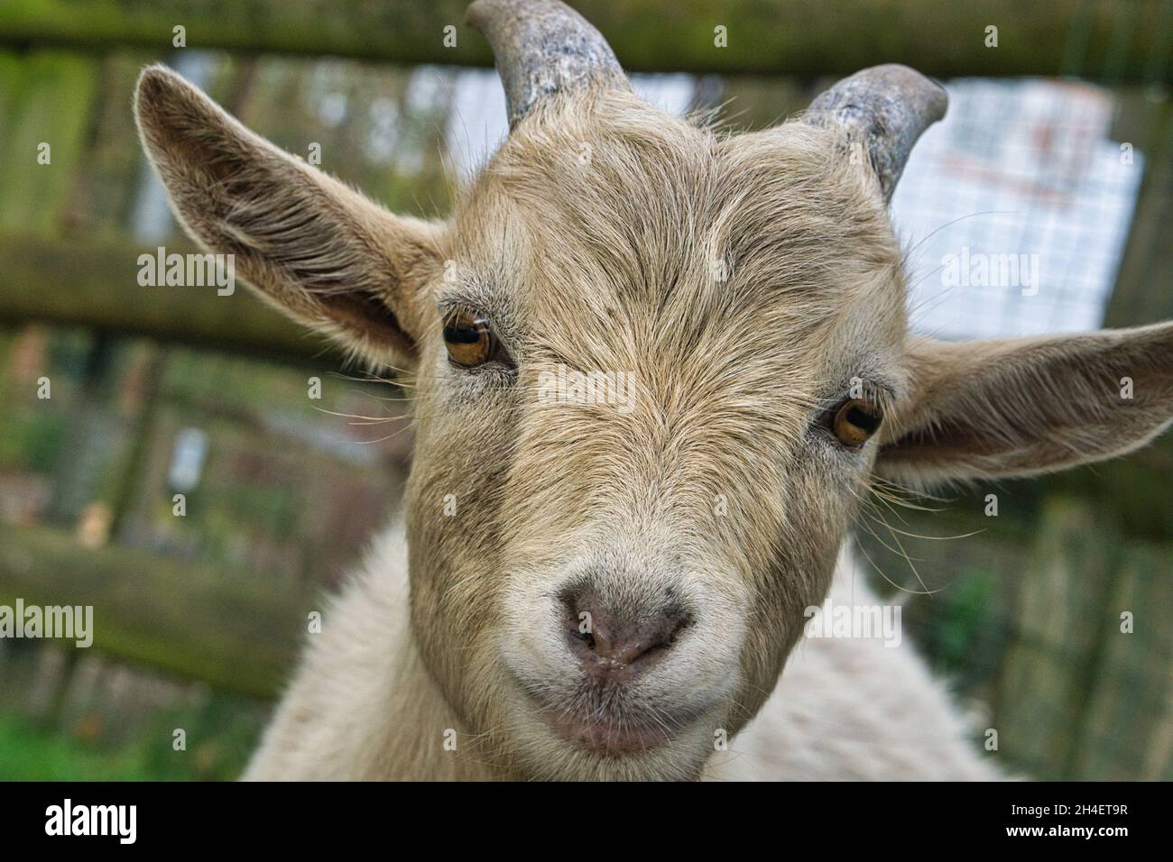 cute little goats with direct eye contact. playful and cheeky are the ...
