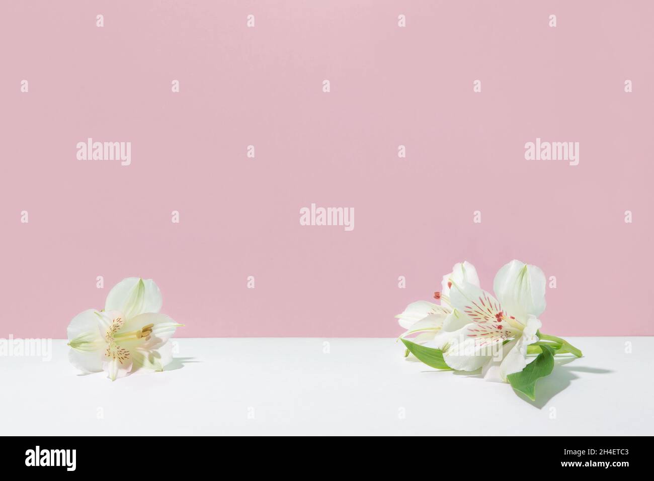 Natural light pink background with white flowers Stock Photo - Alamy
