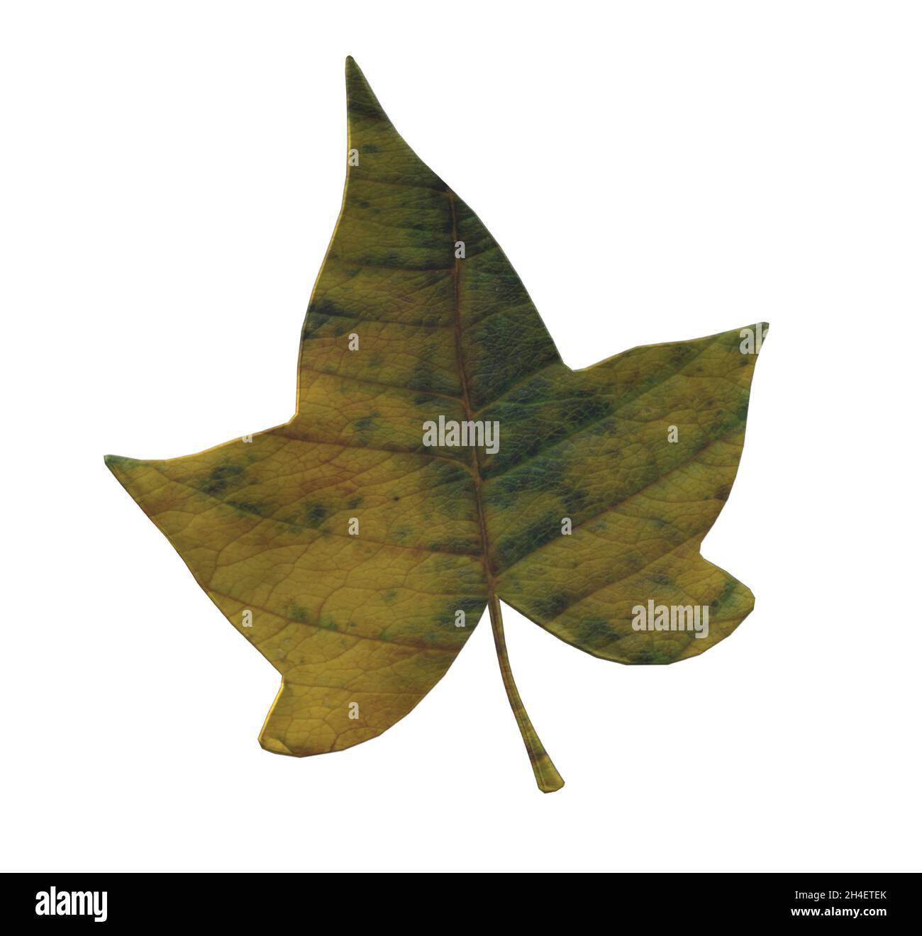 Leaves ivy autumn Stock Vector Images - Alamy