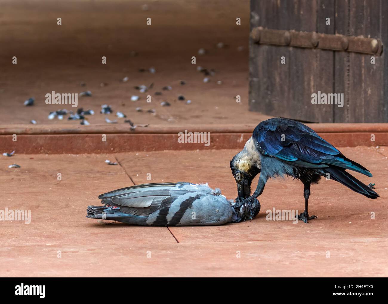 A crow eating a dead pigeon Stock Photo - Alamy