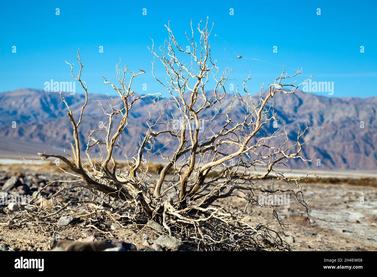 Scorched earth. Shrivelled plants amid the parched desert landscape of ...