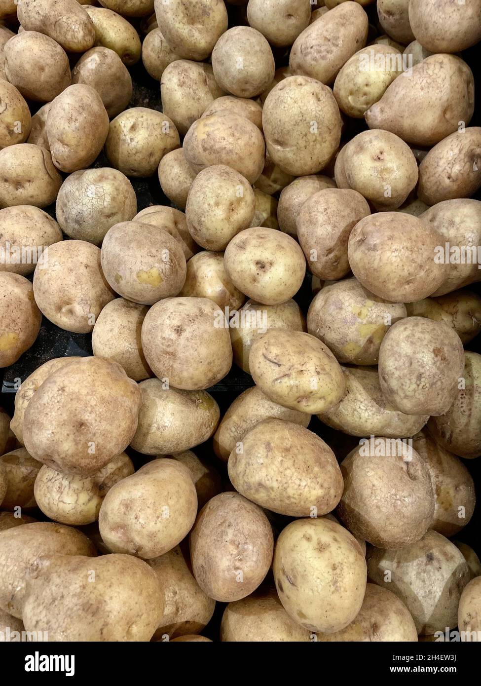 Potato (Solanum tuberosum) is a plant from the Solanaceae tribe that ...