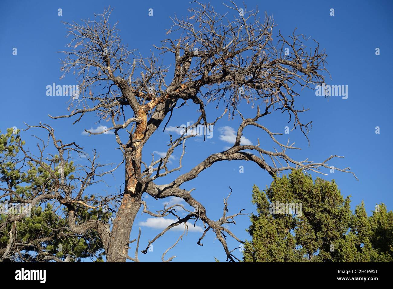 Nature at it's best appears around every corner in New Mexico Stock ...
