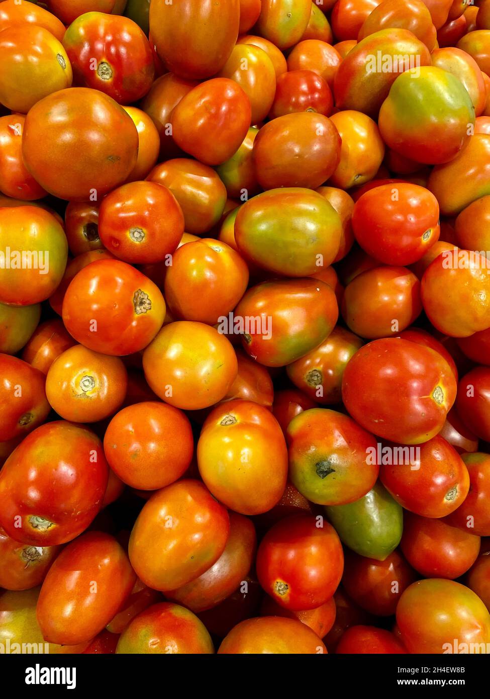 Tomato (Solanum lycopersicum syn. Lycopersicum esculentum) is a plant ...