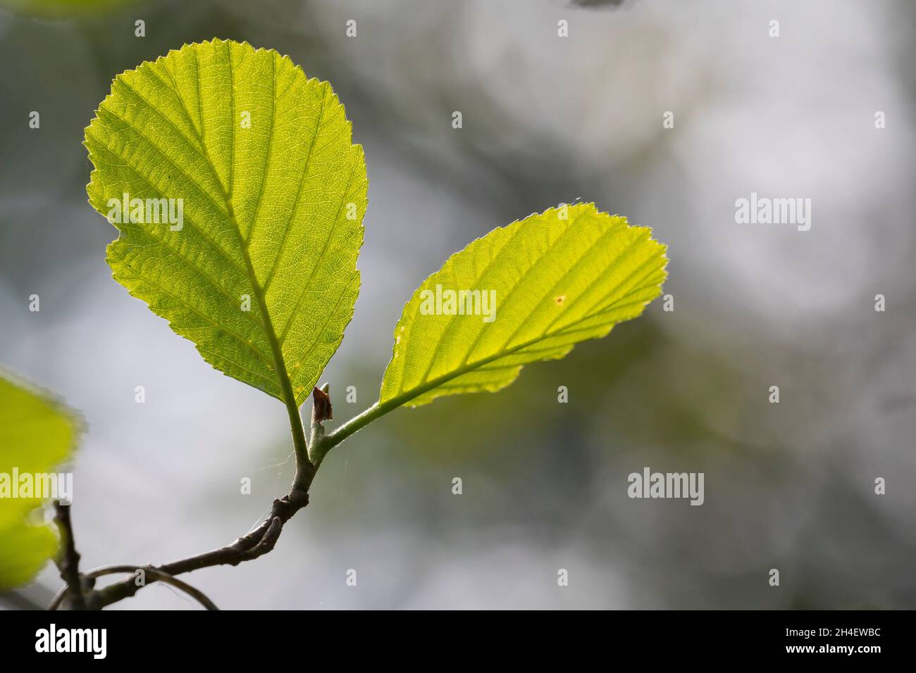 Schwarz erle schwarzerle erle alnus glutinosa hi-res stock photography ...