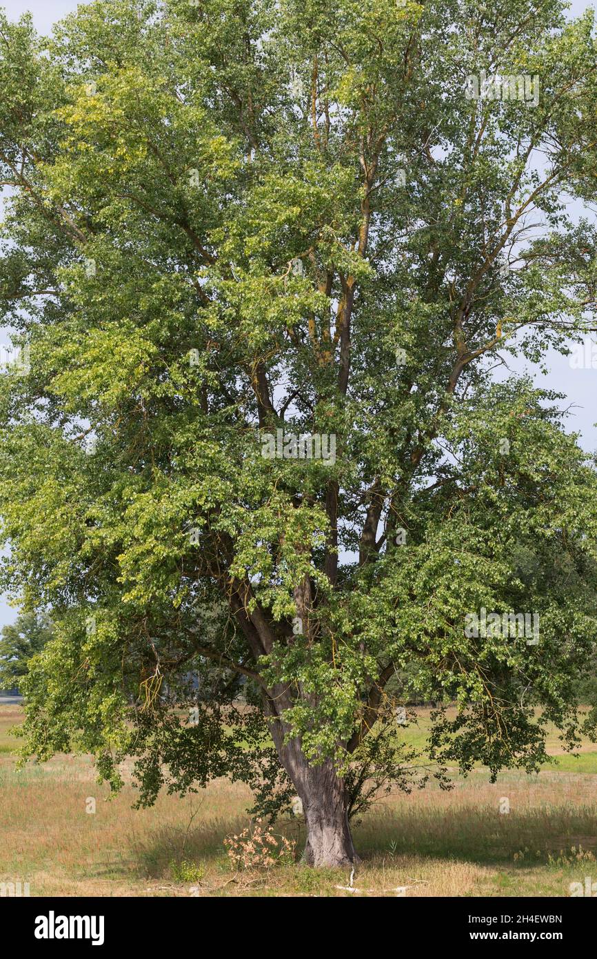 Schwarz-Pappel, Schwarzpappel, Pappel, Saarbaum, Populus nigra, black ...