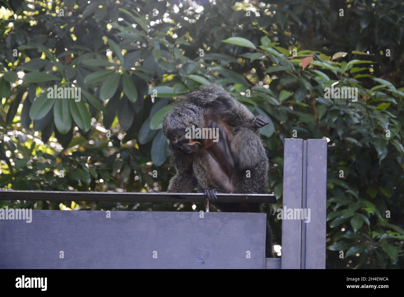 Compound wall hi-res stock photography and images - Alamy