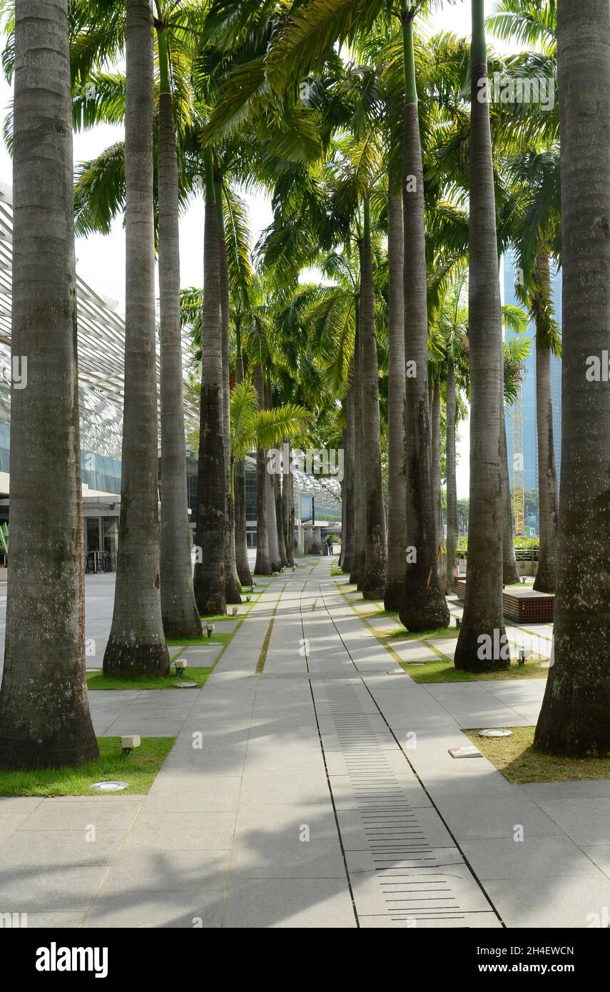 tall trees standing upright planted in parallel Stock Photo - Alamy