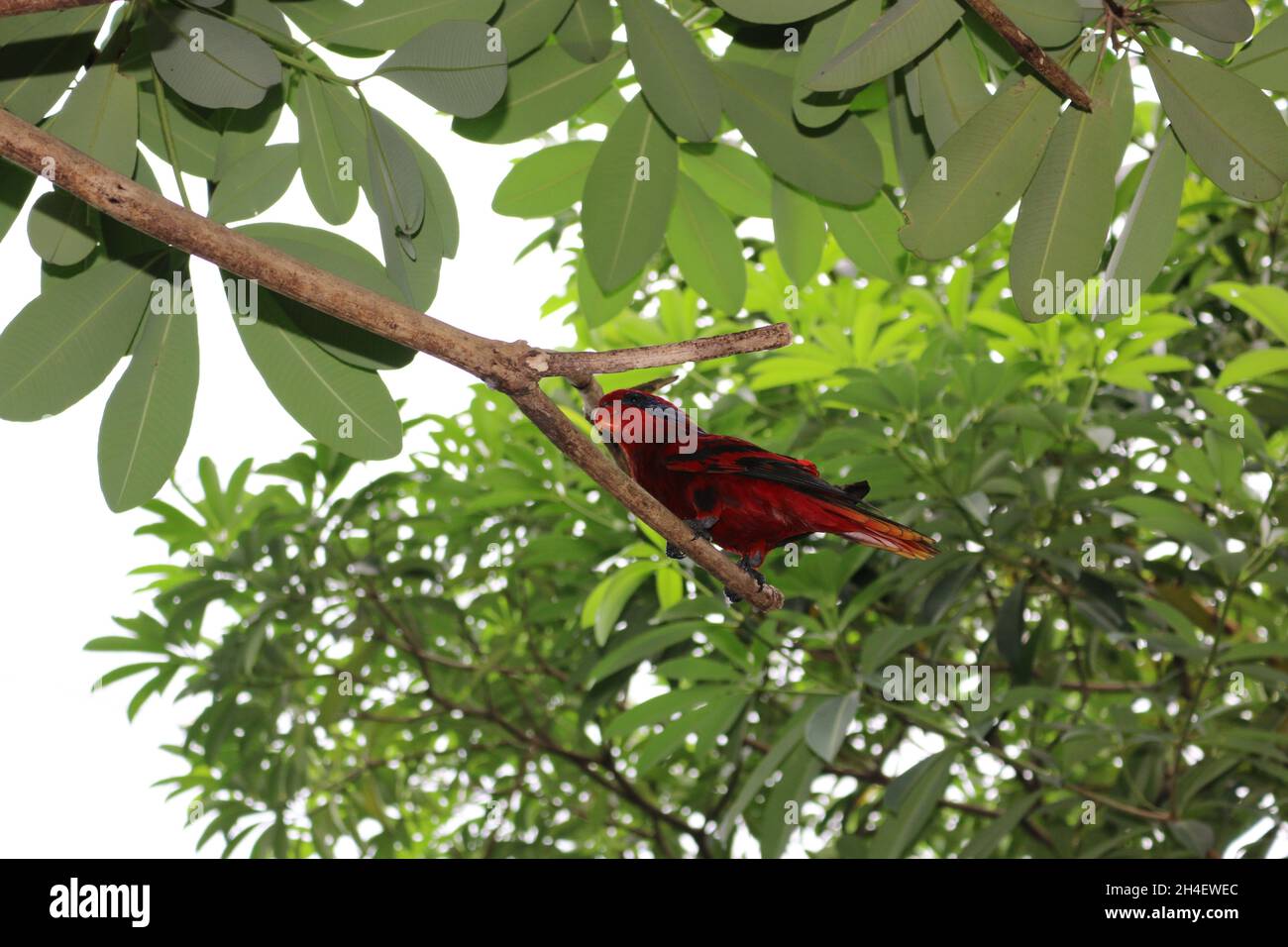 Various types of beautiful birds in a Singapore Bird Park Stock Photo ...