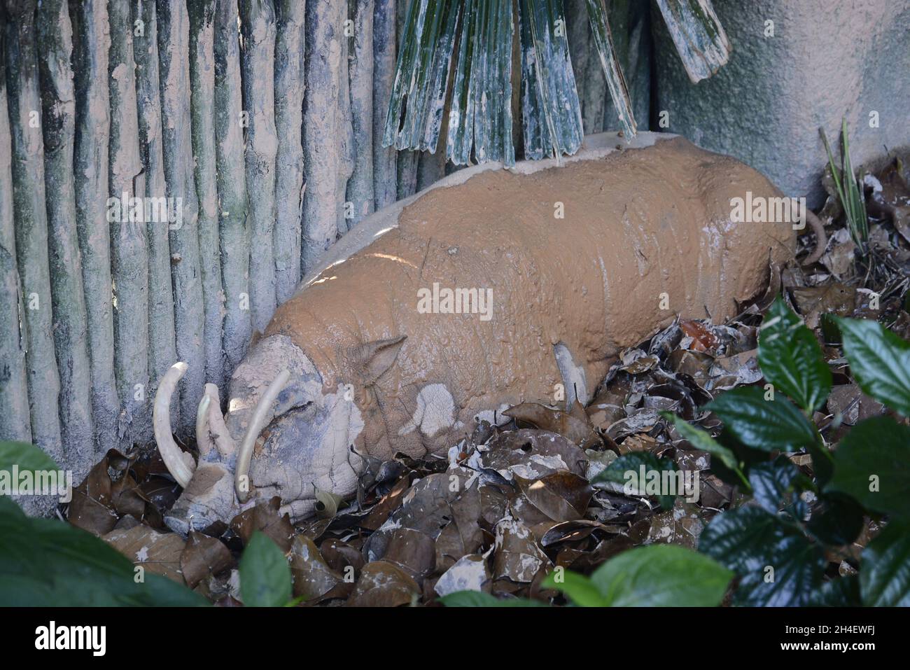 isolated wild pig in deep sleep covered with mud Stock Photo - Alamy