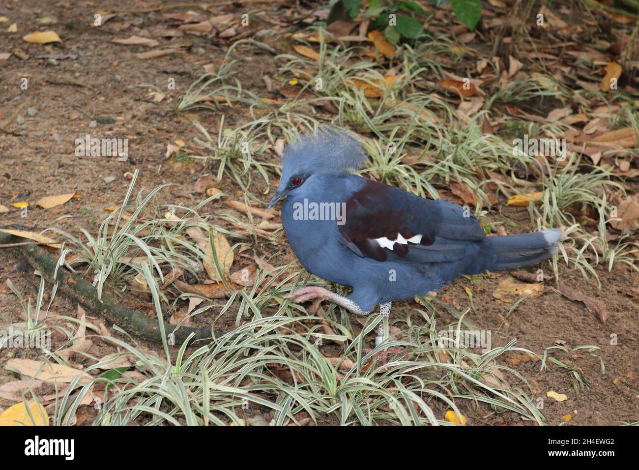 Various types of beautiful birds in a Singapore Bird Park Stock Photo ...