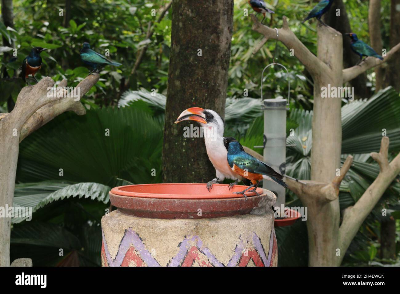 Various types of beautiful birds in a Singapore Bird Park Stock Photo ...