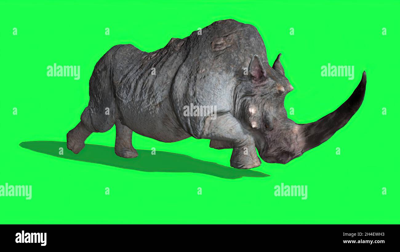 3d illustration - Rhinoceros on Green Screen Stock Photo - Alamy