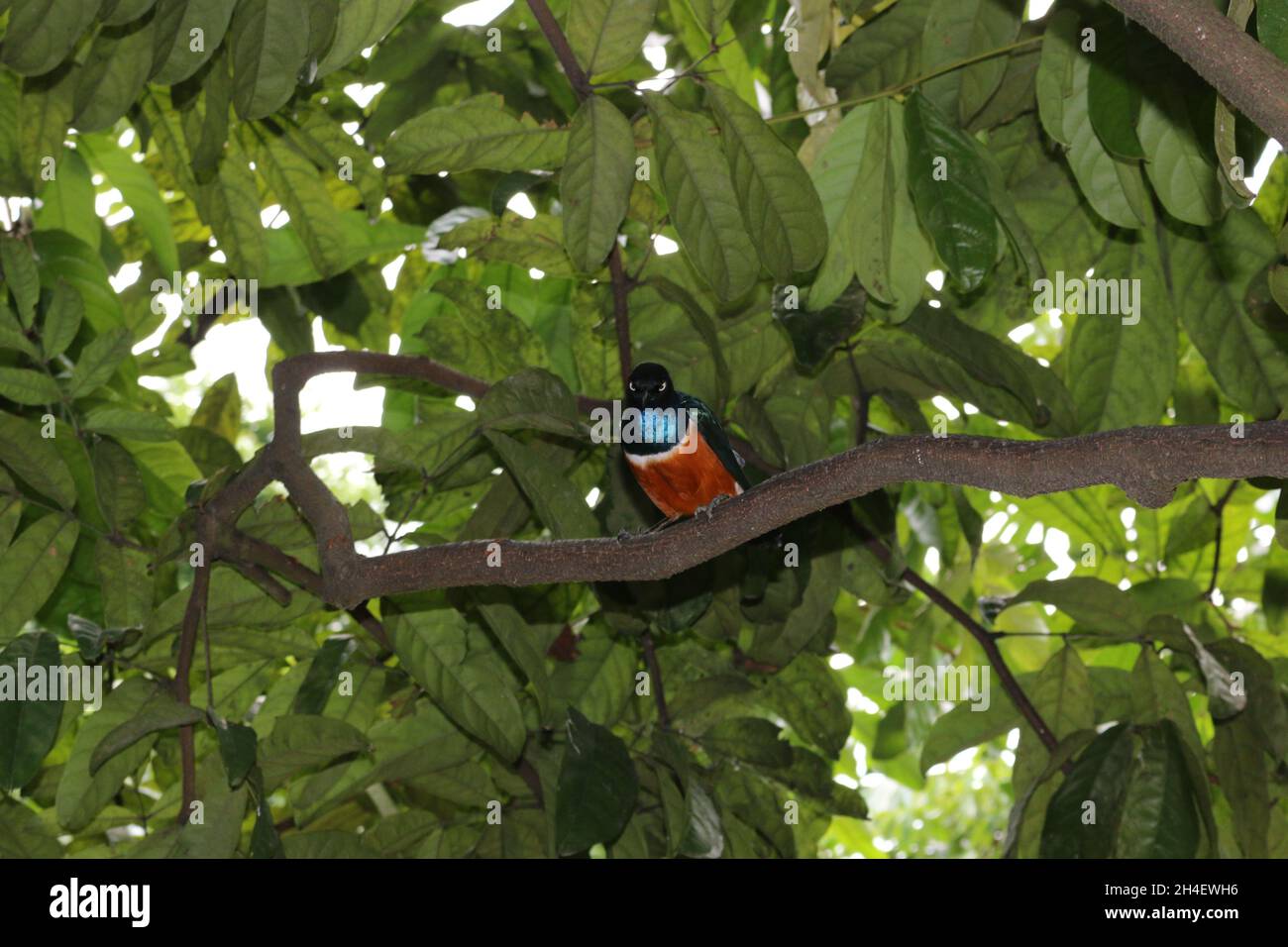 Various types of beautiful birds in a Singapore Bird Park Stock Photo ...