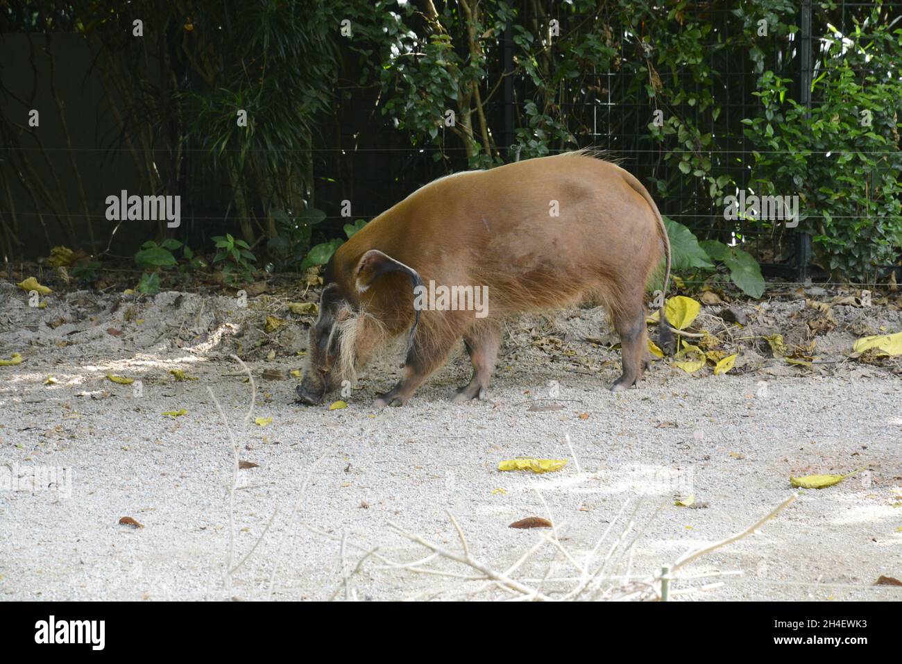 isolated wild pig with long hairy ears sniffing Stock Photo - Alamy