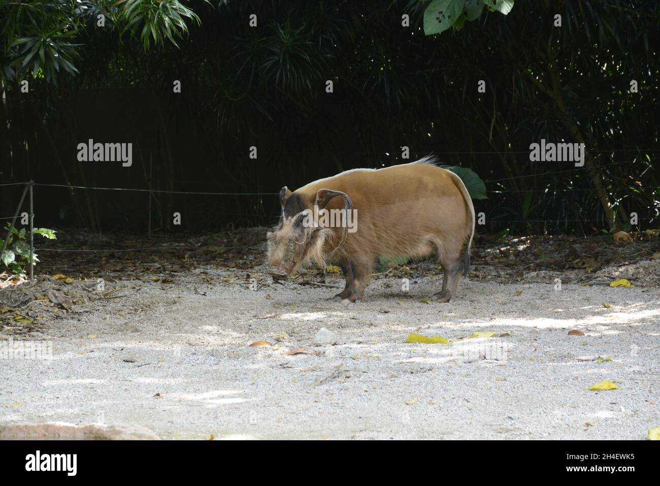 isolated wild pig with long hairy ears Stock Photo - Alamy
