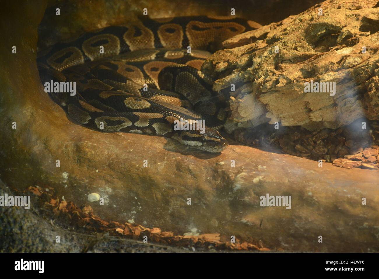 isolated python snake with black brown textured skin Stock Photo - Alamy