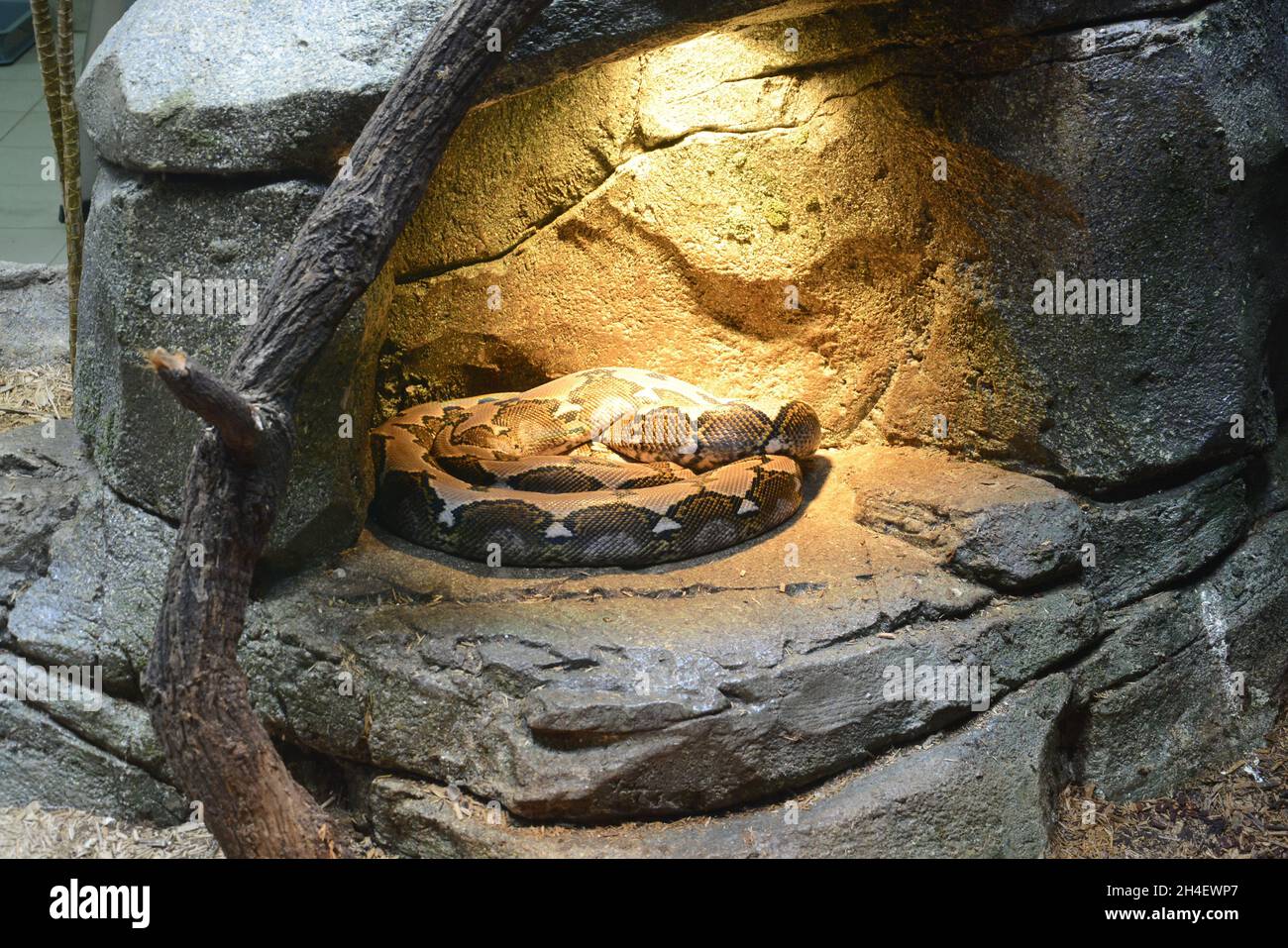 isolated python snake with black brown textured skin coiled on a rock ...