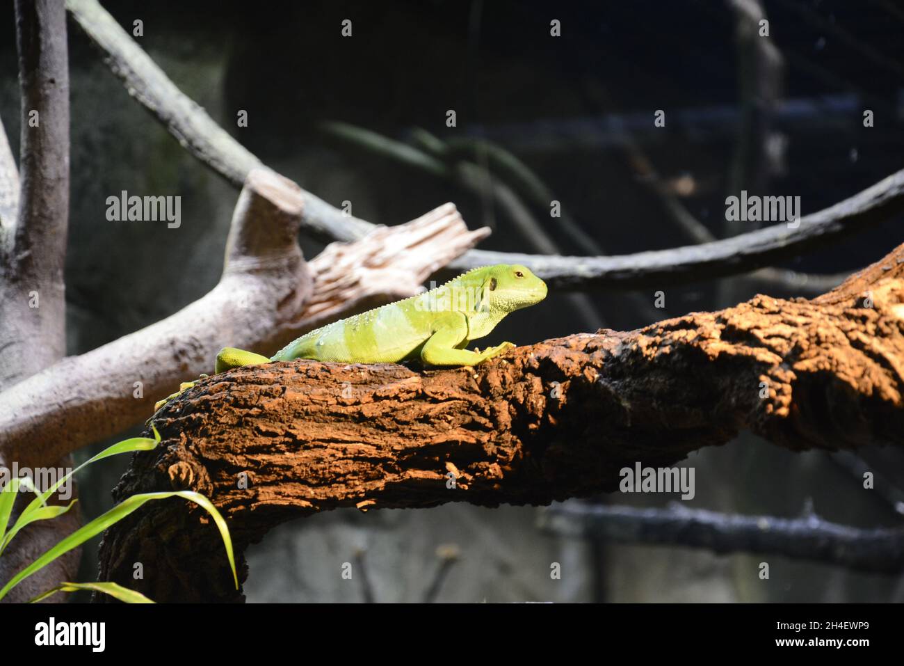 Reptiles of central africa hi-res stock photography and images - Alamy