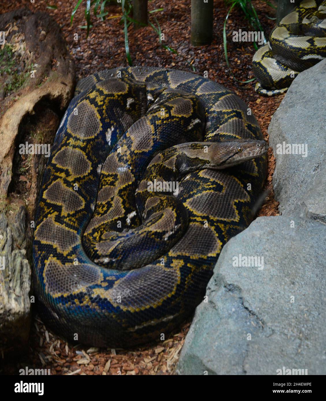 isolated python snake with black brown textured skin coiled Stock Photo ...