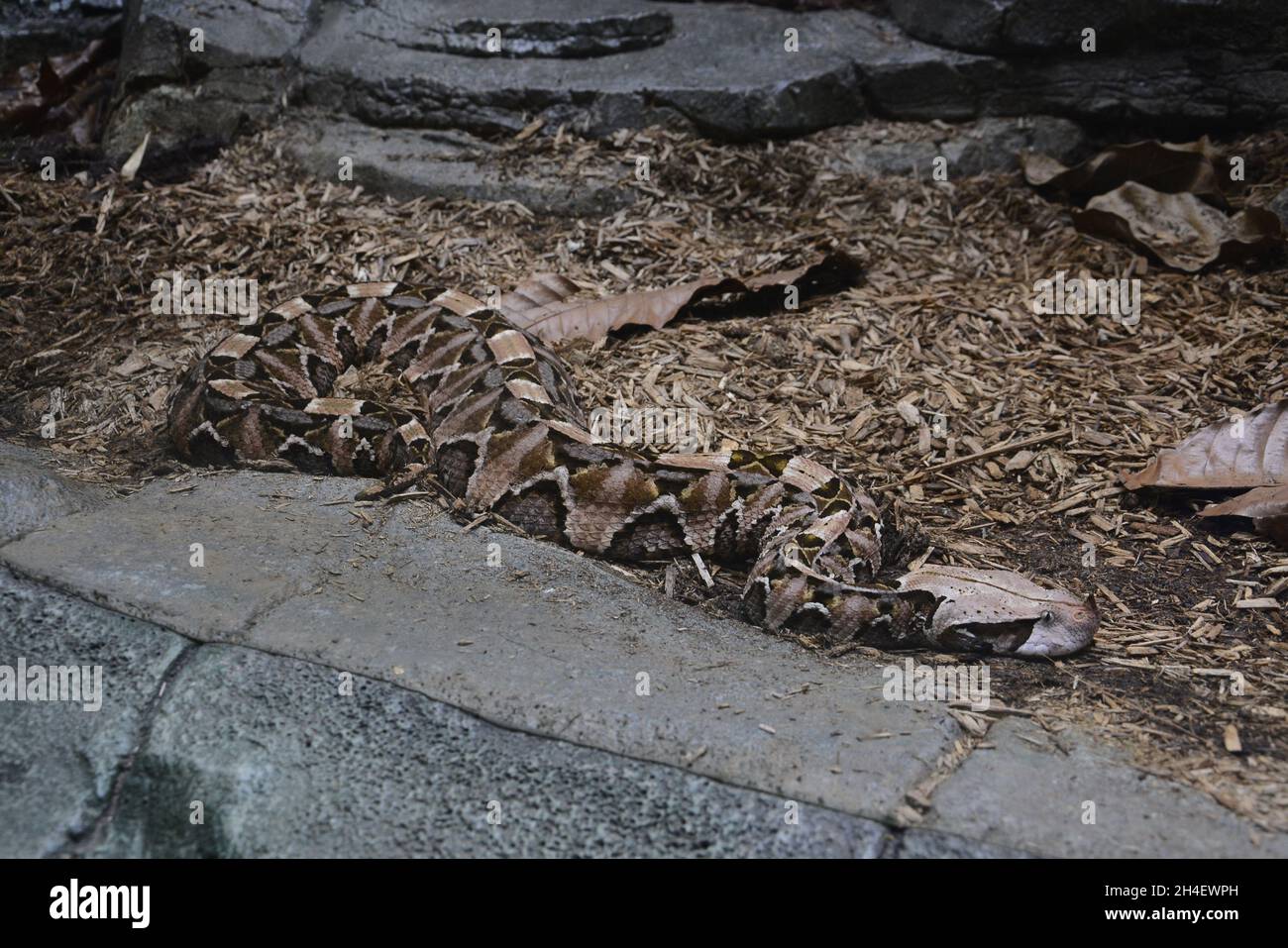 camouflaged python snake with black brown textured body and white head ...