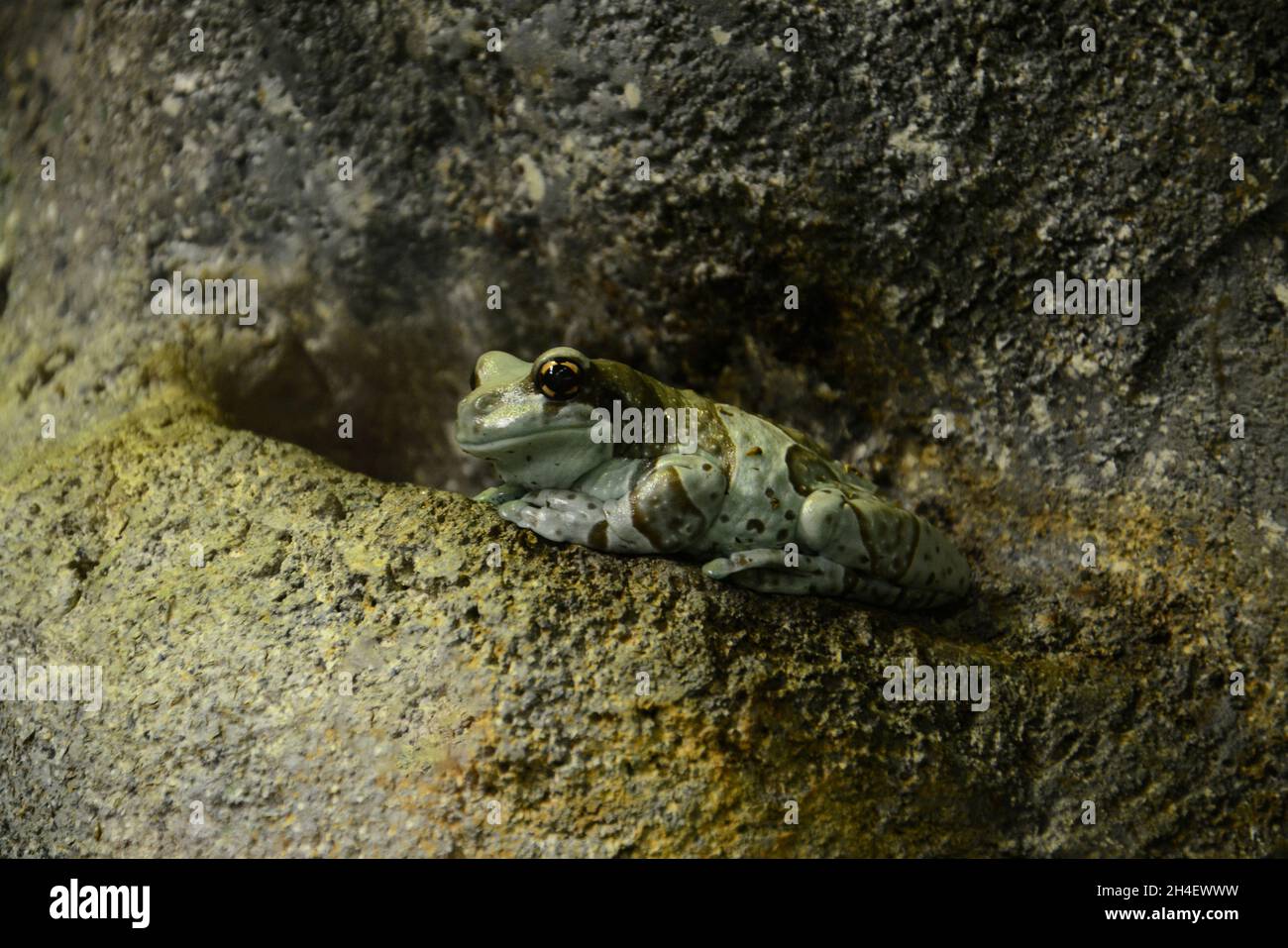 camouflaged sap green and white skinned frog on a marshy tree trunk ...