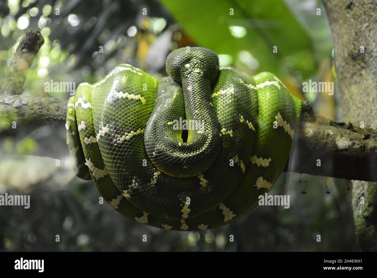 bright green snake with white bands coiled on a tree trunk Stock Photo ...