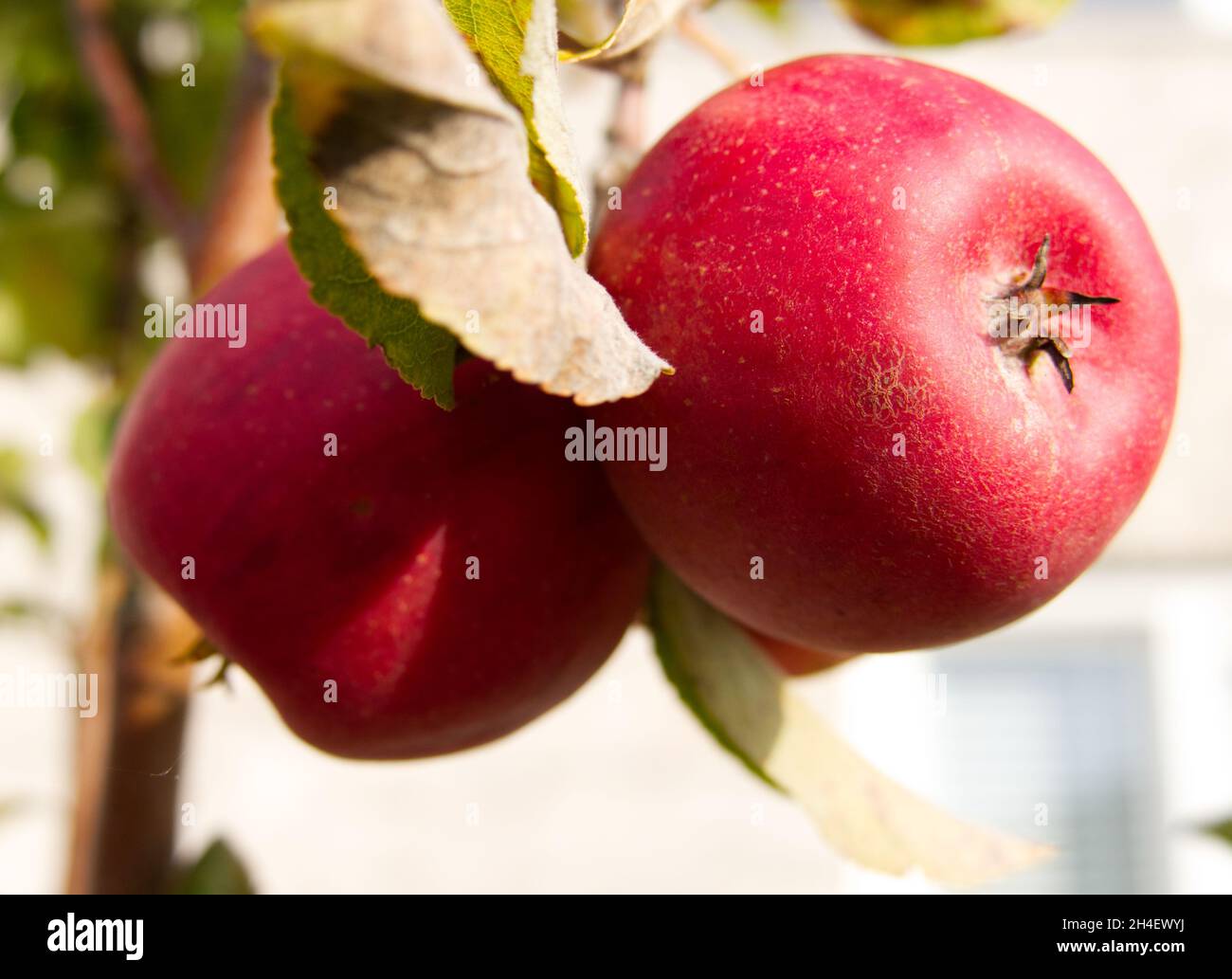 Fresh red apples (variety: Elstar) growing on the tree in the autumn ...